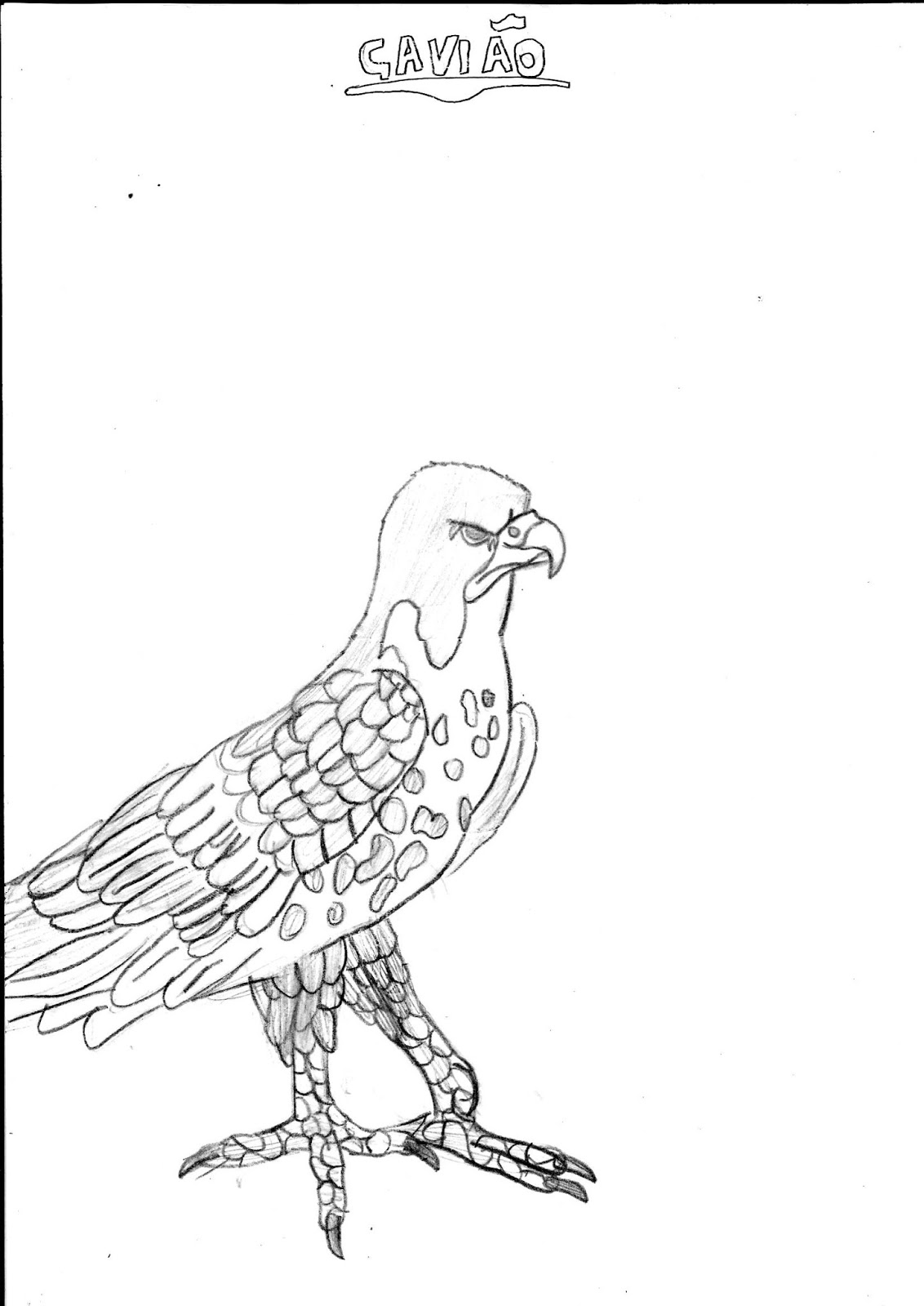 Desenhos do Edu: gavião
