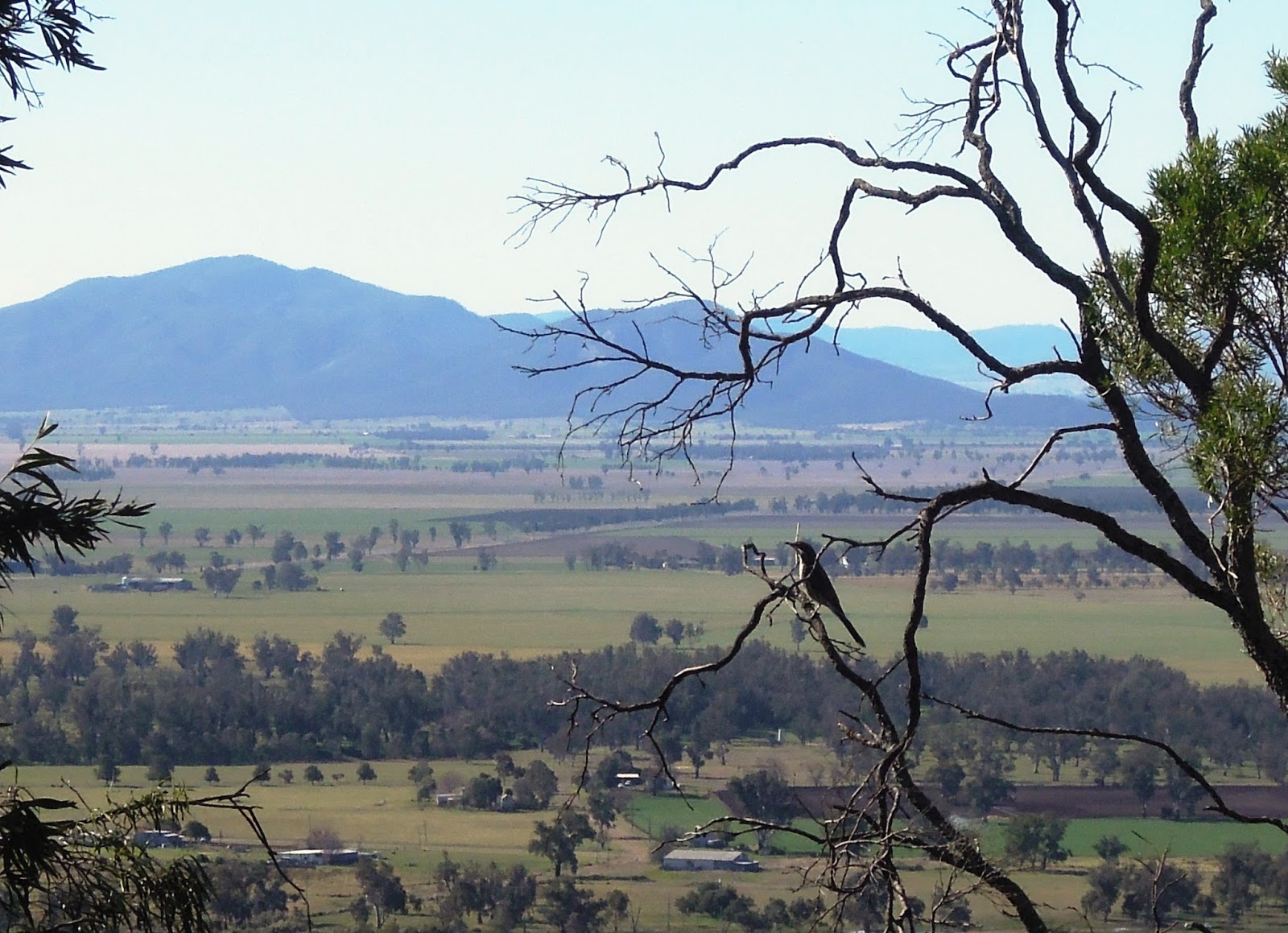 The Wild Reed: A Visit to Gunnedah