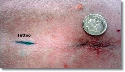 The Pet Tree House - Where Pets Are Family Too : Spay and Neuter ...