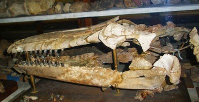 Synapsida: First of the Fossil Dolphins