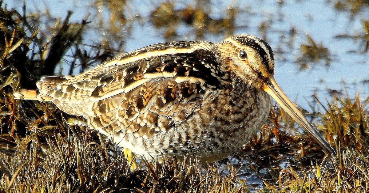 BARRY the BIRDER: Snipe on the shore