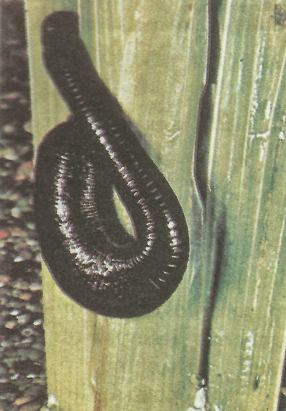 Segundo Ano Biologia: Anelídeos