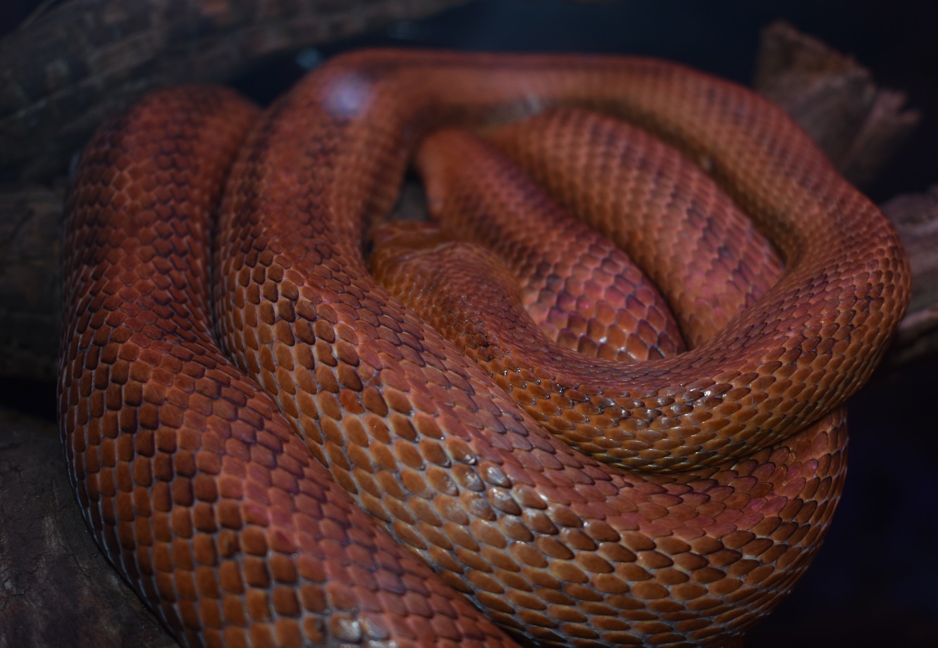 ZOOTOGRAFIANDO (6.100 ANIMALS): SERPIENTE RATONERA AMARILLA / YELLOW ...