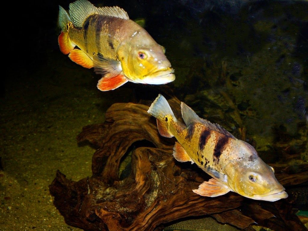 Orinoco Peacock Bass (Cichla Orinocensis) ~ Dunia Air
