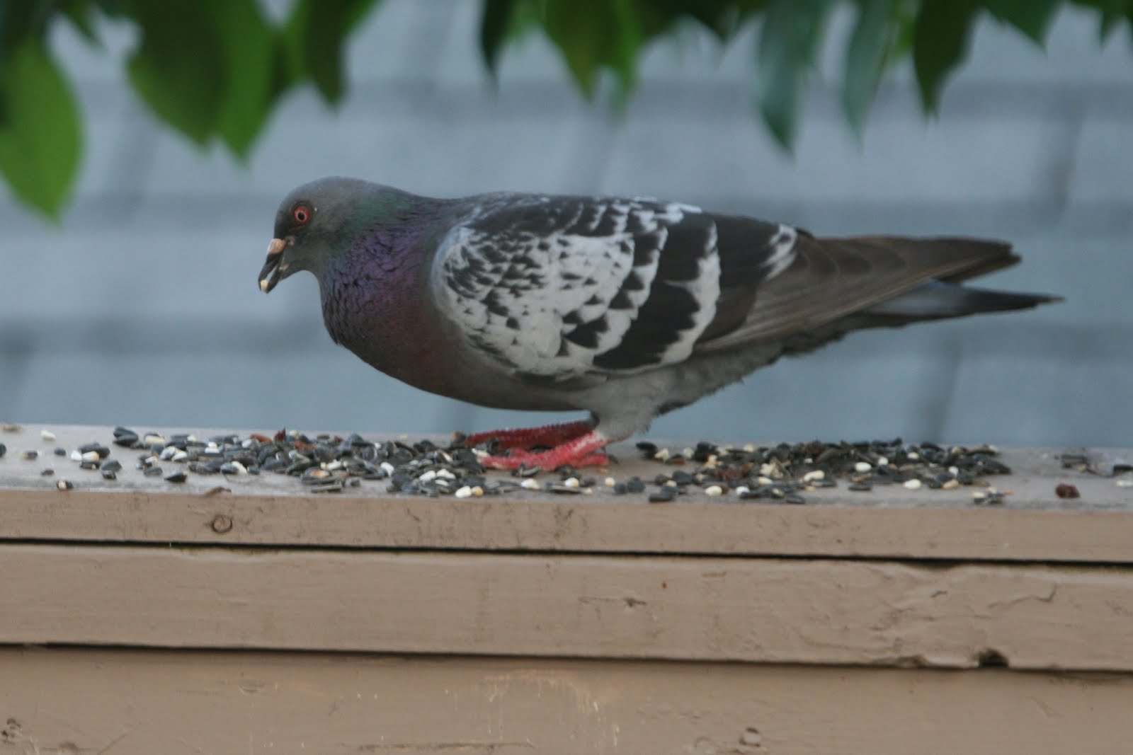 Birdland West: Pigeon Watch