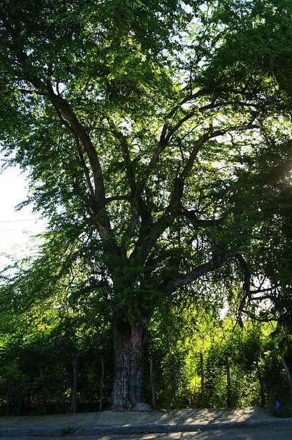 Raghu's column!: "Cheema Chintakayalu"