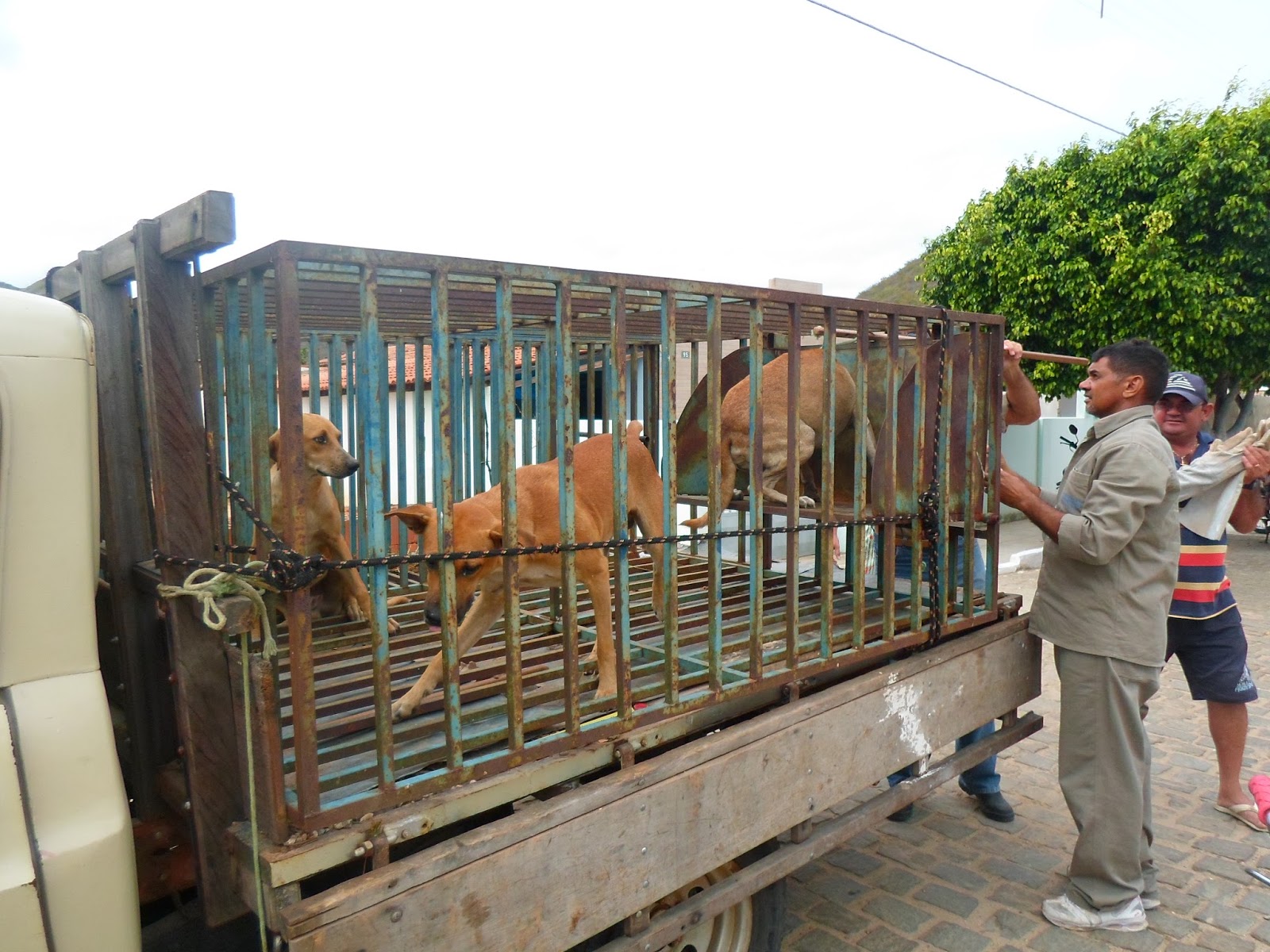 SEVISA: Captura de animais Vadios