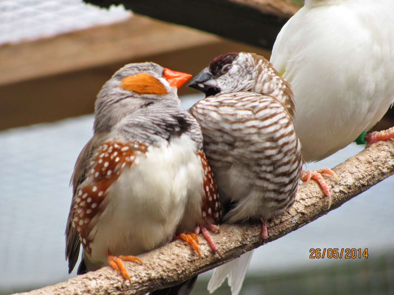 Adventures in Bird-Keeping: Bird Profile: Plum Headed Finch