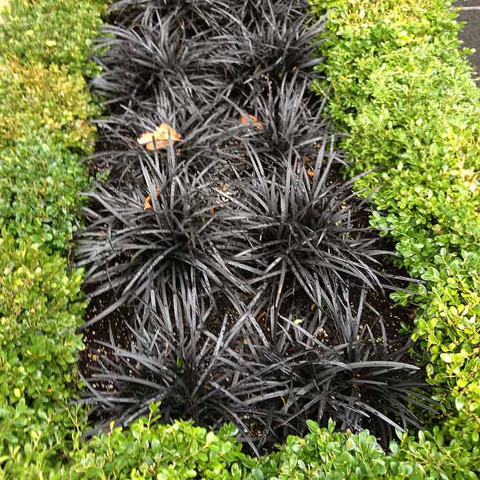 Black Mondo Grass At Home With John Newman