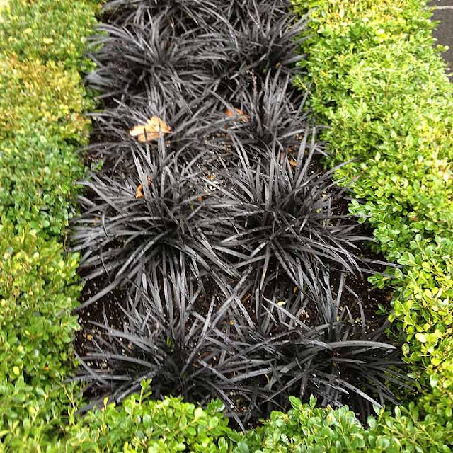 Black Mondo Grass At Home With John Newman