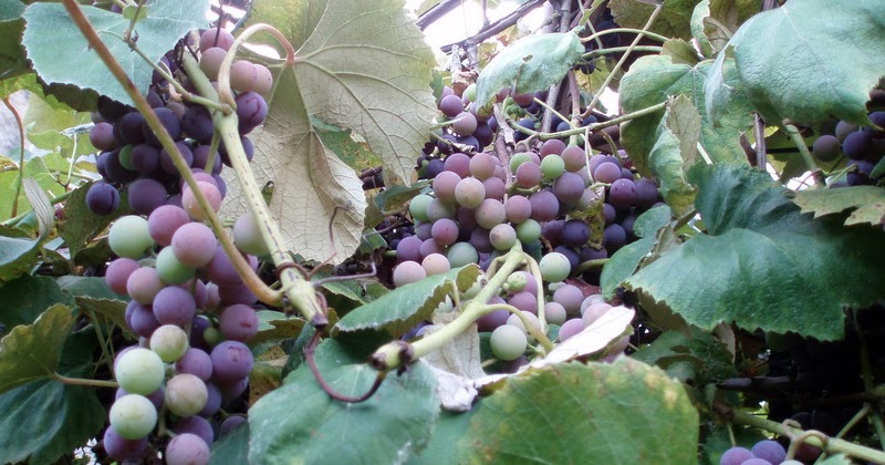 Blogul Simonei: Virare spre mov