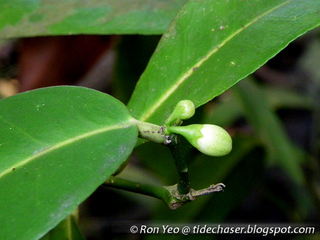 tHE tiDE cHAsER: Mangrove Lime (Merope angulata)