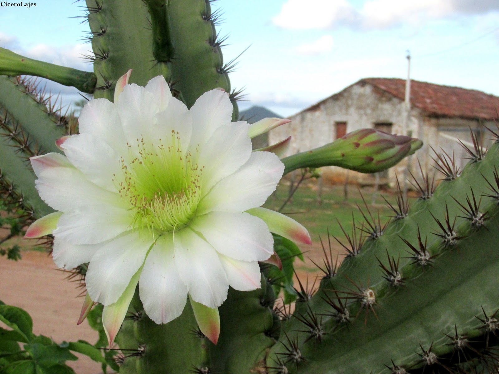 Cícero Lajes: PRESENTE DA NATUREZA: FLOR DO MANDACARU / CARDEIRO