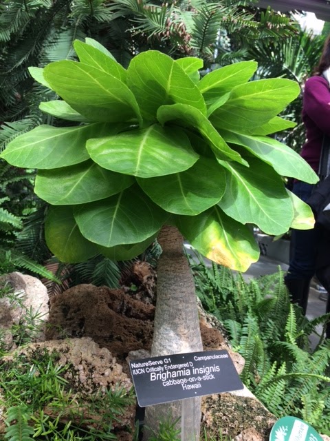 Green Momster: Cabbage on a stick