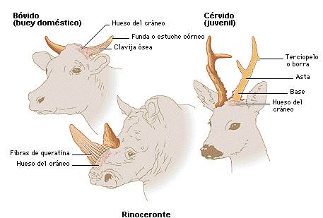 Cuerno animal | Naturaleza asombrosa, maravillas naturales