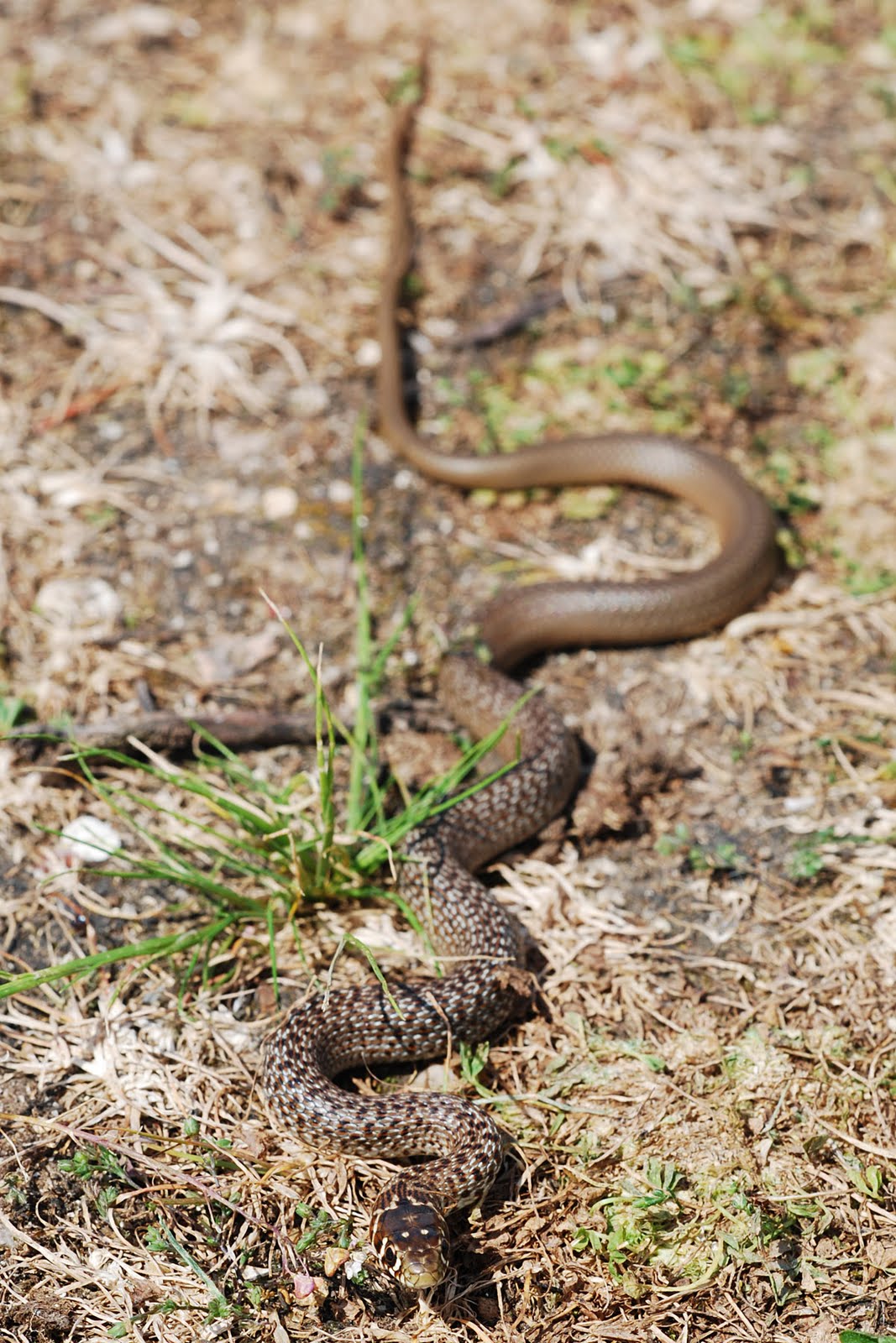 Yorkshire Field Herping and Wildlife Photography: Back To Snake Island ...