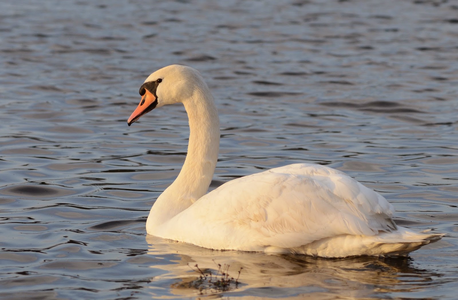 Bird and Bug Diaries...: Bosley Reservoir