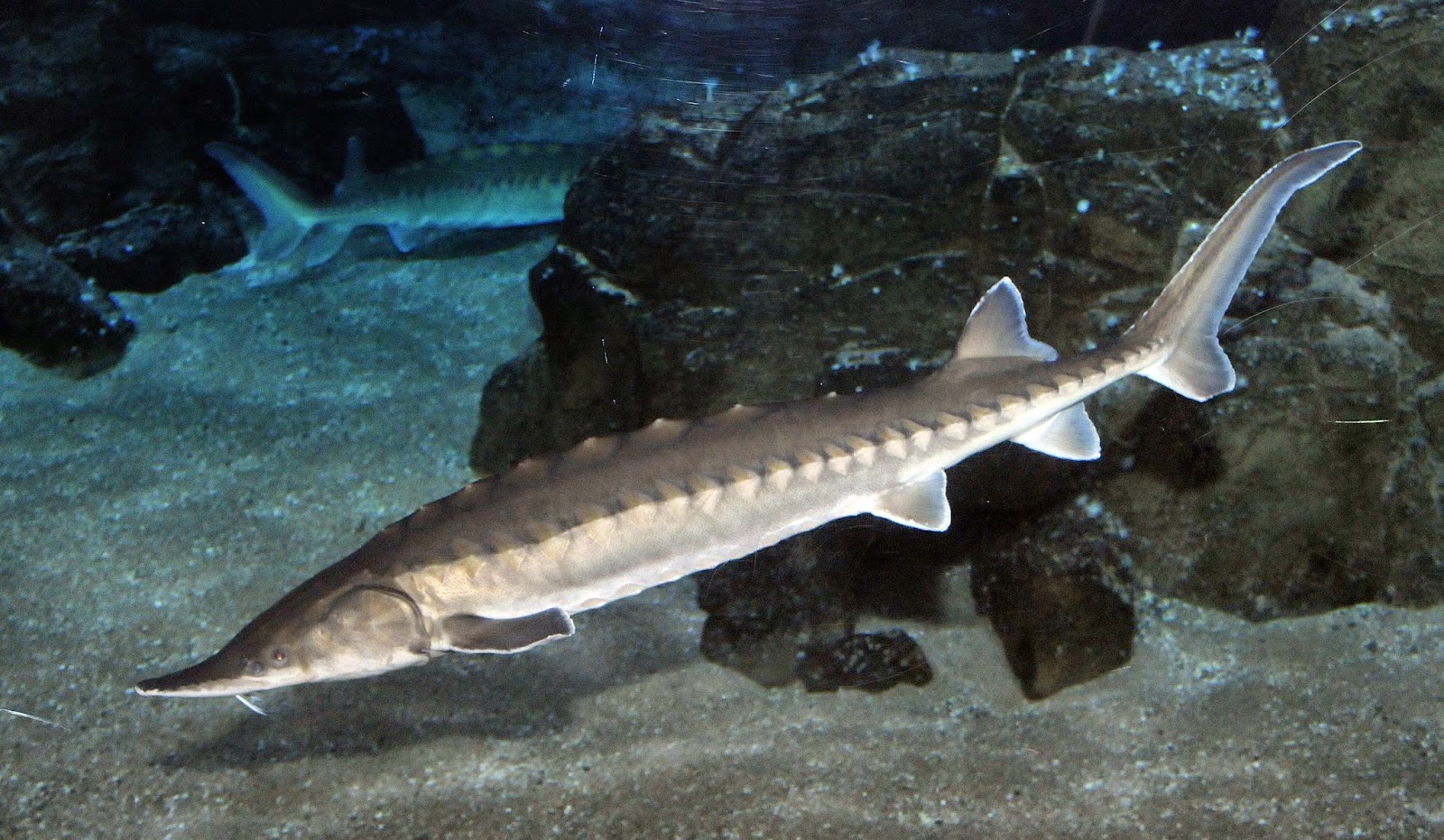 Mengenal Ikan Acipenser - Dunia Akuarium