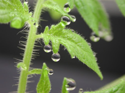 CO-Horts: Guttation – Just a Curious Plant Thing?