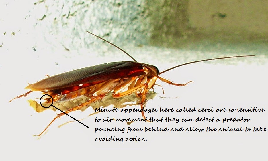 Steve's Nature Blog: Elemental Forces