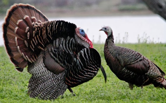 The scoop on Wild Turkey poop