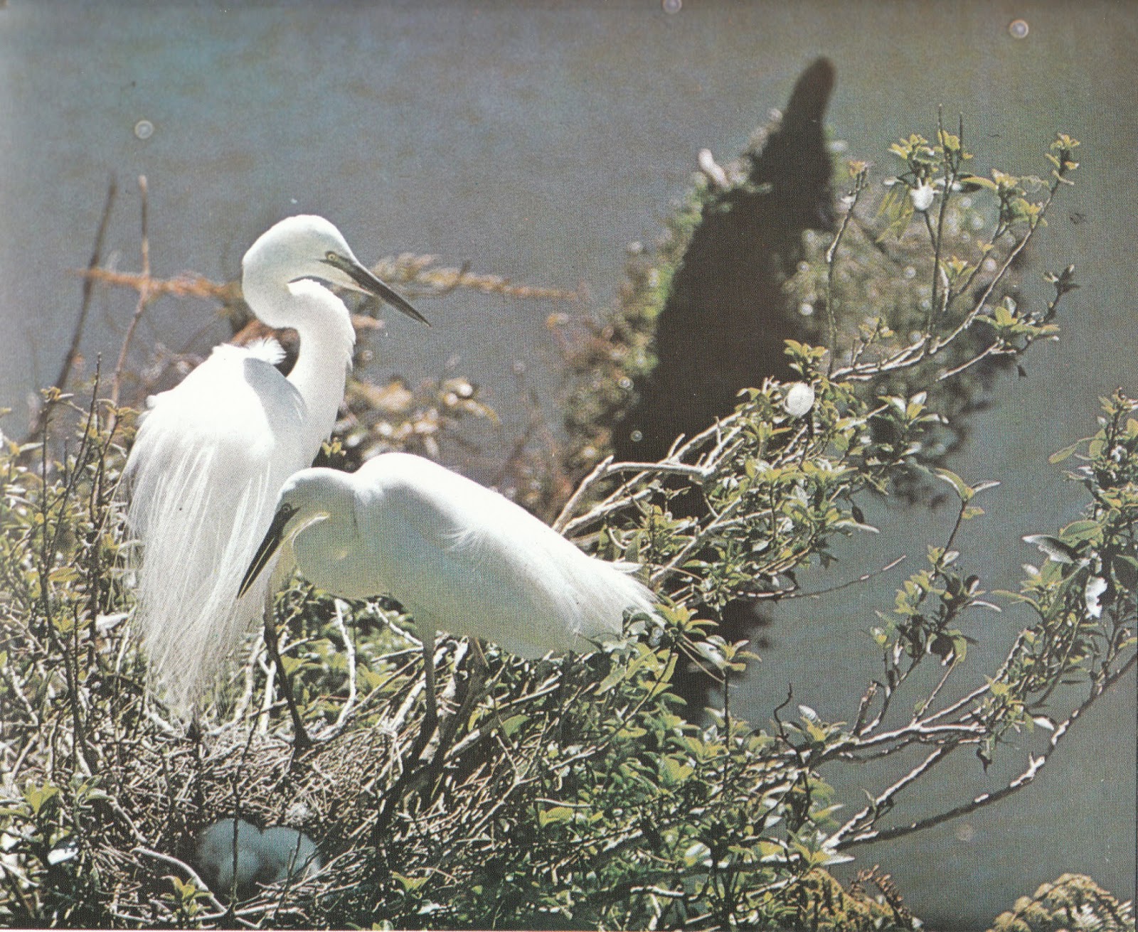 Early New Zealand Photographers: CHANCE, George Roger