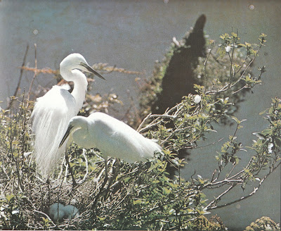 Early New Zealand Photographers: CHANCE, George Roger