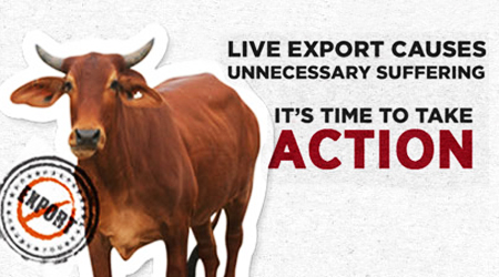 we are what we build