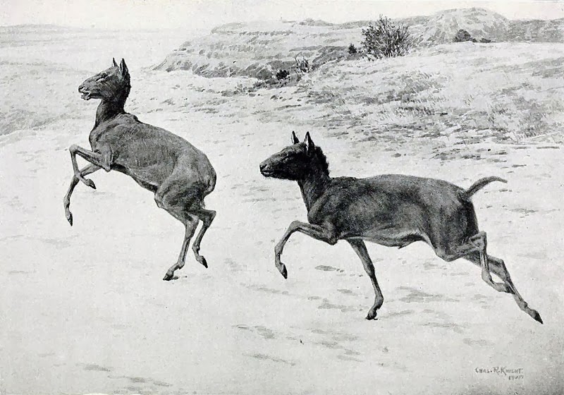 Catalogue of Organisms: The Litopterns: Macrauchenia and More