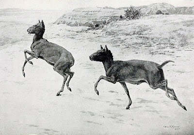 Catalogue of Organisms: The Litopterns: Macrauchenia and More