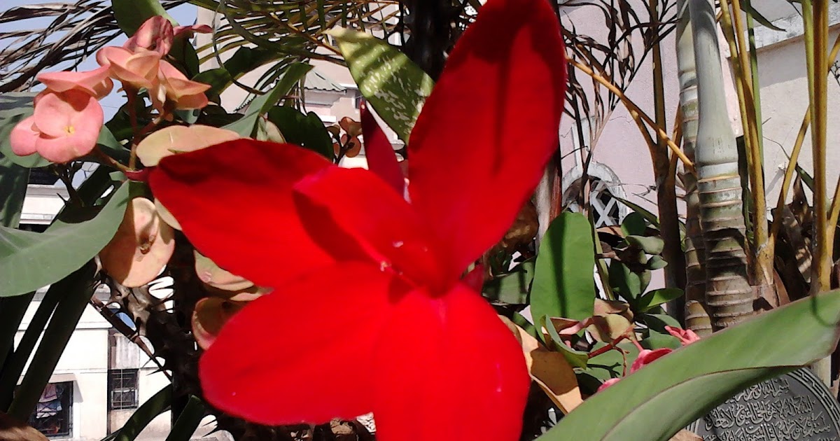 Garden Care Simplified: Canna Big Red Flowering Plant Care and Tips for ...