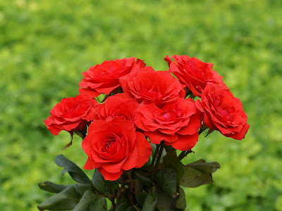 Gambar Bunga Ros | Download Gambar Gratis