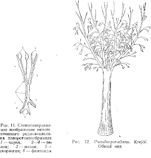 Fikry IPM PoeNja: Divisi Pteridophyta