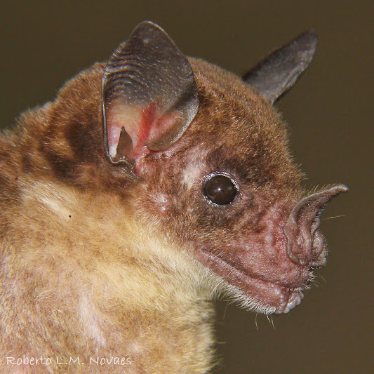 Morcegos do Brasil: Phyllostomus discolor