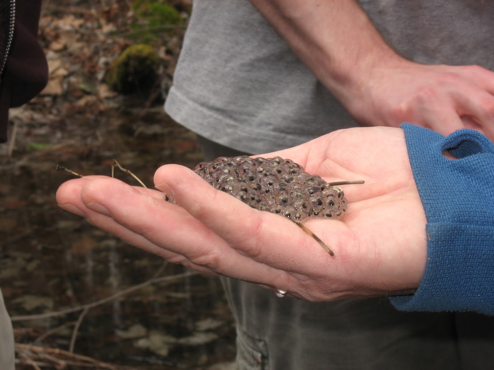 AFK: Herping: Northeast Egg Mass ID