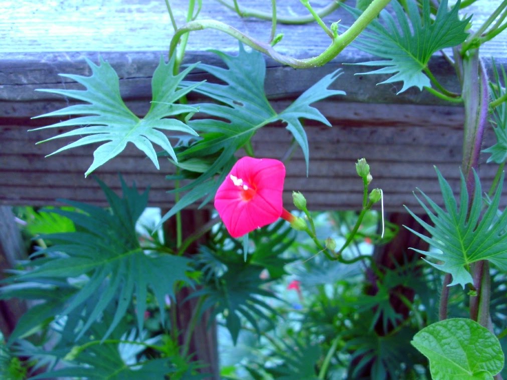 Ipomoea Cardinal Climber / Ipomoea Multifida