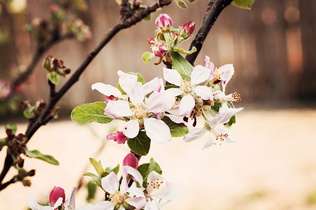 A Simmering Pot and a Mom: My Apple Trees Think it is Spring...