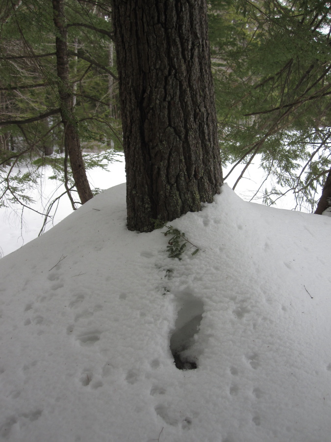 Lake Wicwas Nature Journal: March 17, 2019: The Subnivean Zone