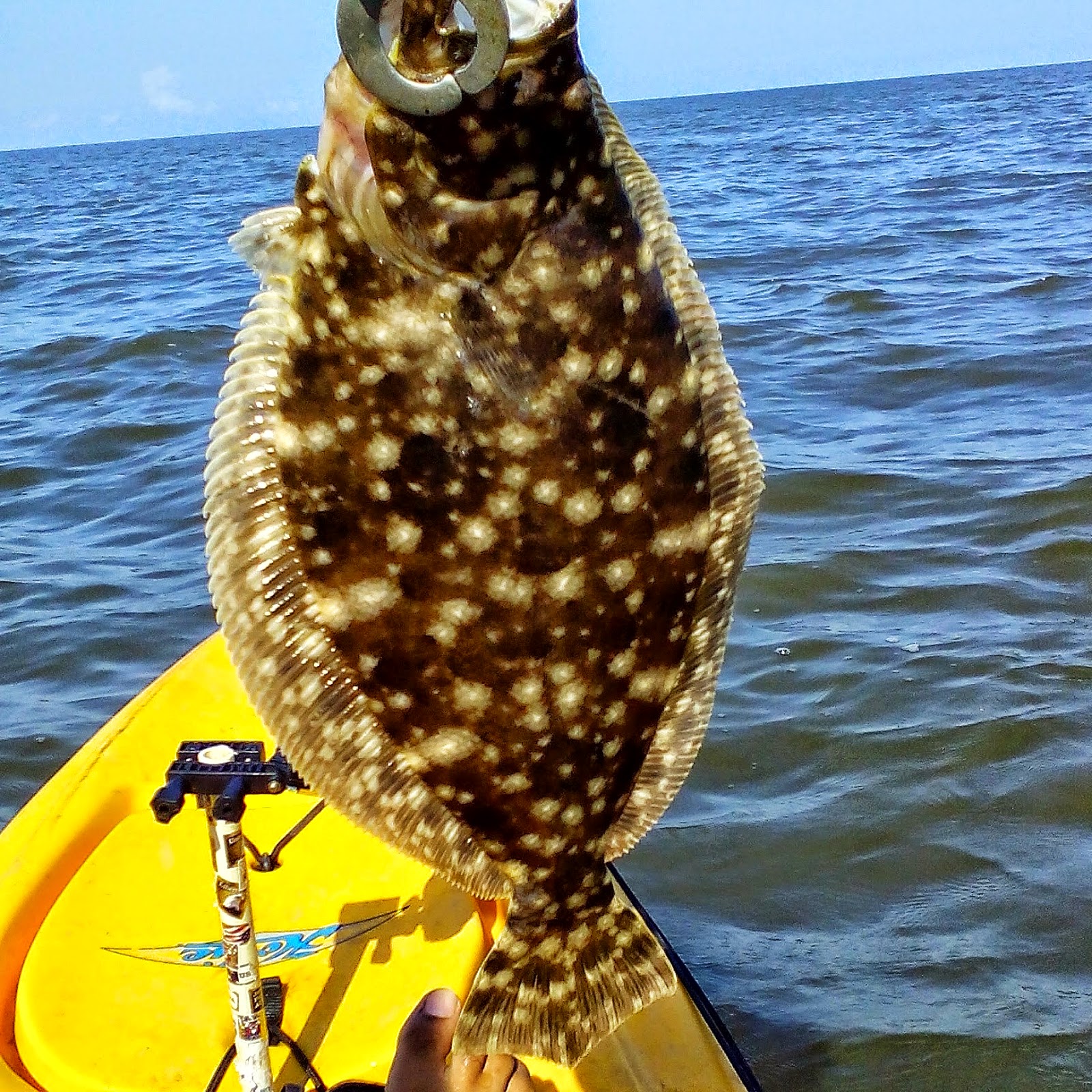 FishxScale: Lake Pontchartrain Cruel Summer