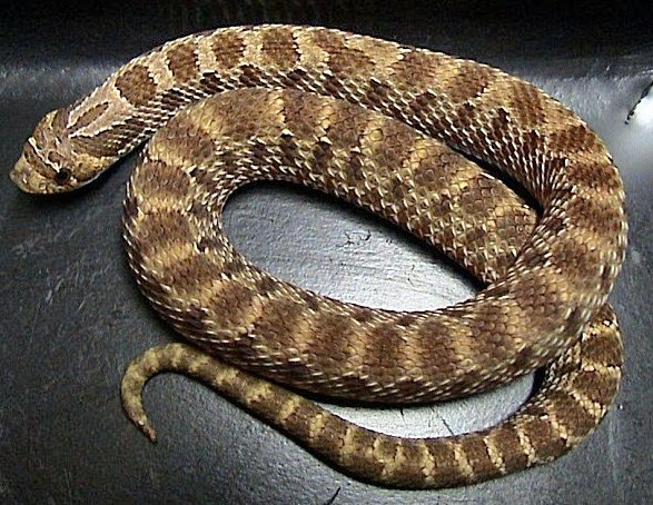 HESCH HISTORY: Travel, Blow snakes and Karo syrup