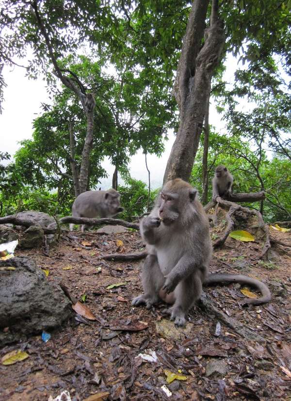 Pusuk Lombok - The Monkey Forest - Lombok Island