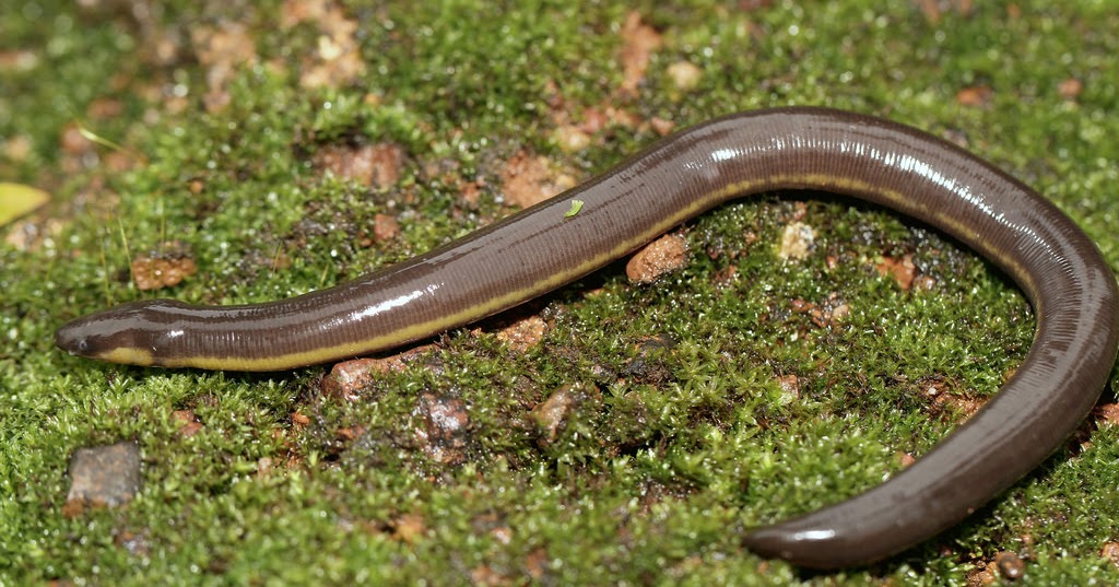 Rosa Rubicondior: Another Gap Closes. No God Found!