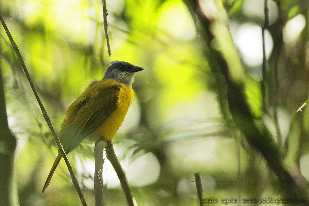 mis fotos de aves: Eucometis penicillata Tangara Cabecigris Gray-headed ...