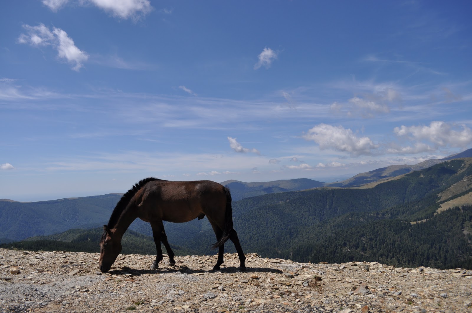 Poze, Natura, Animale, Plante, Romania, Valcea, Ionut Ungureanu