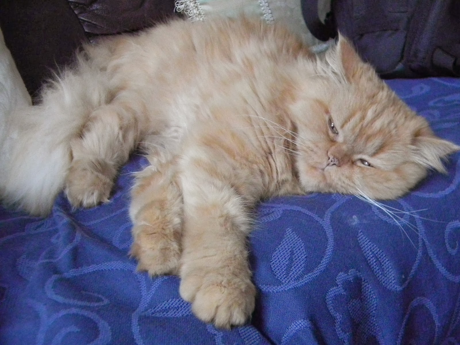 Angel Ginger Jasper: Our tribute : Farewell our beautiful sweet boy xxxxx