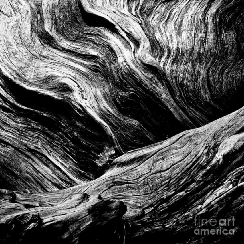 Abstract Tree Photography | Wallpapers Gallery
