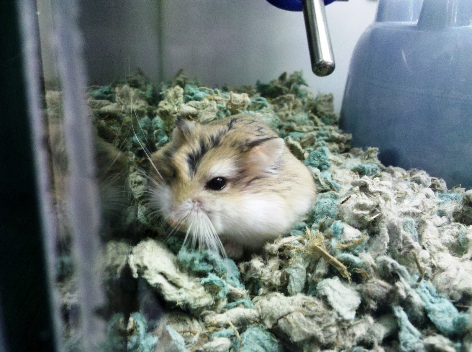 Fancy That Notion: Too Cute: Pygmy Hamsters