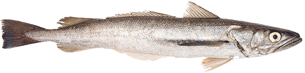 LA PESCADERÍA: 2016