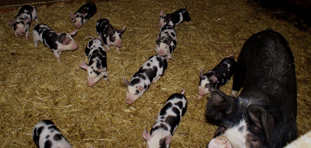 Tales from Swallow Farm: Indoor Pigs, Outdoor Pigs
