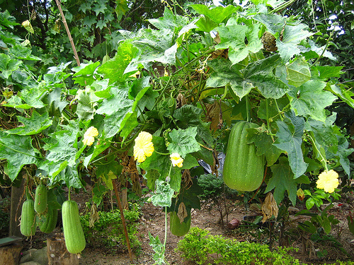 Bucha Vegetal - Luffa cylindrica